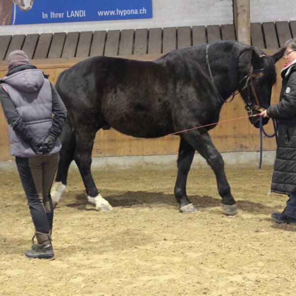 Handarbeit mit Lara Rée – Einzellektionen – Nationales Pferdezentrum Bern