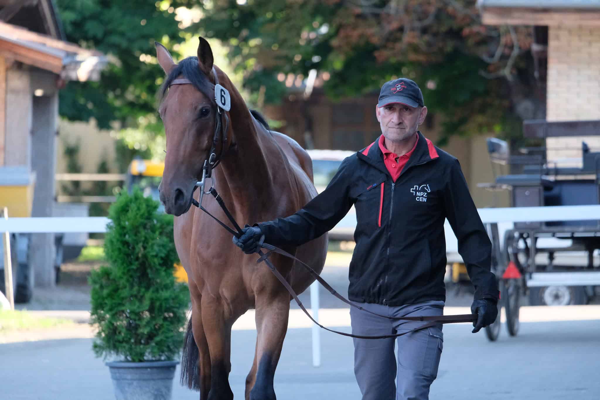 News – das NPZ informiert – Nationales Pferdezentrum Bern